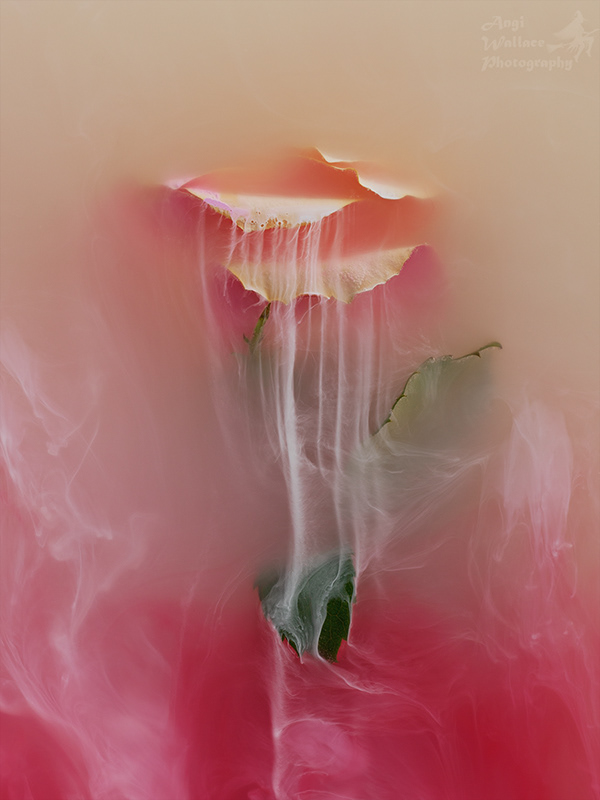 Angi Wallace - Submerged Flower photography