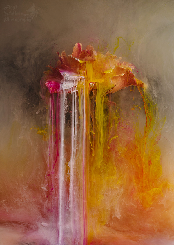 Angi Wallace - Submerged Flower photography