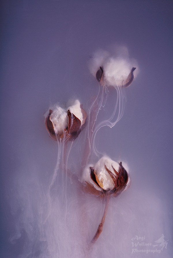 Angi Wallace - Submerged Flower photography