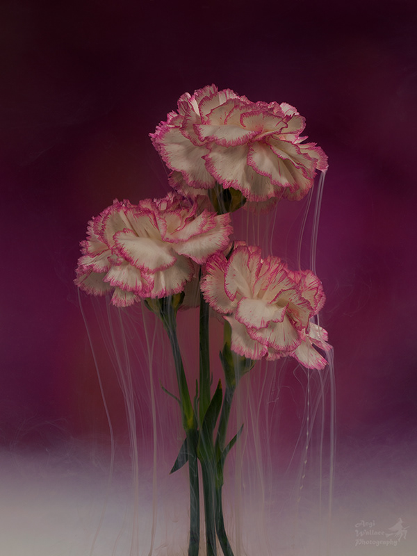 Angi Wallace - Submerged Flower photography