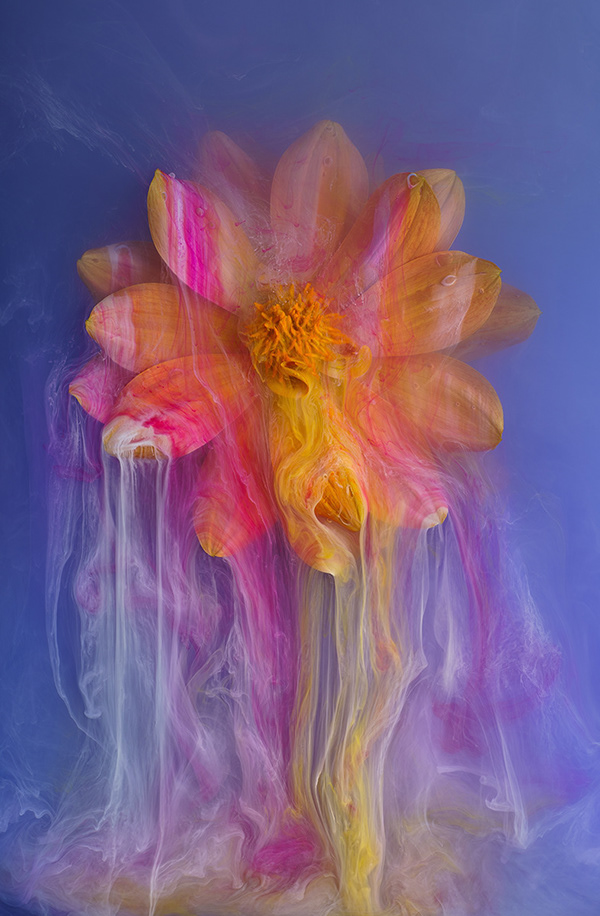 Angi Wallace - Submerged Flower photography