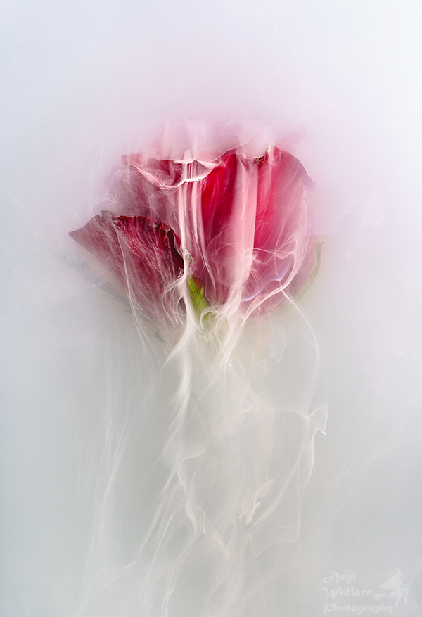 Angi Wallace - Submerged Flower photography
