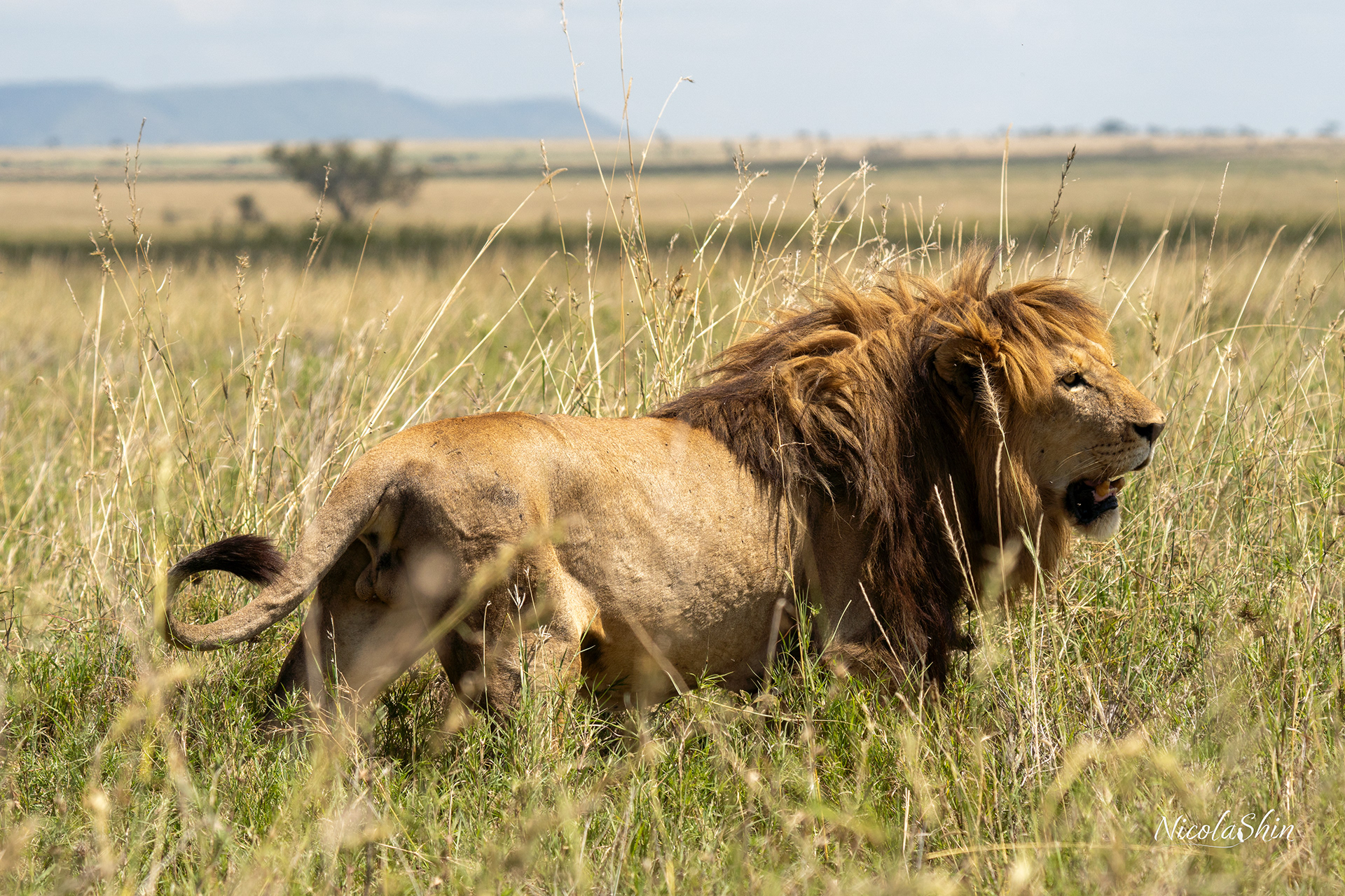 Nicolas Shin photography - Serengeti
