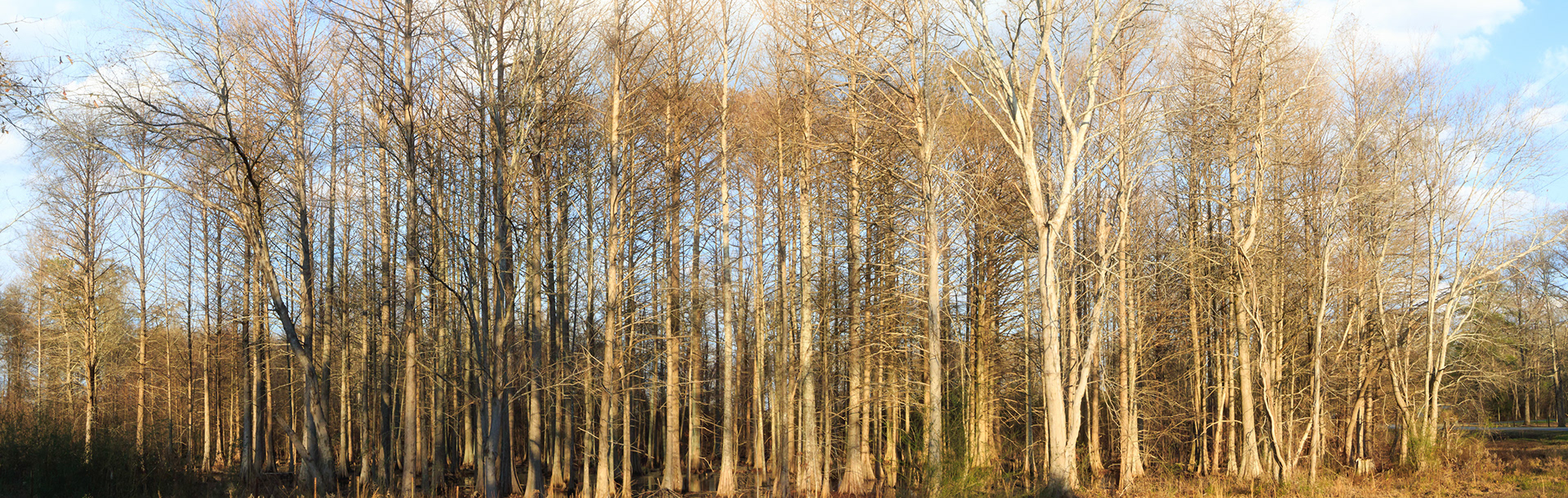 Lyle Dorman - Forest/Fields/Meadows