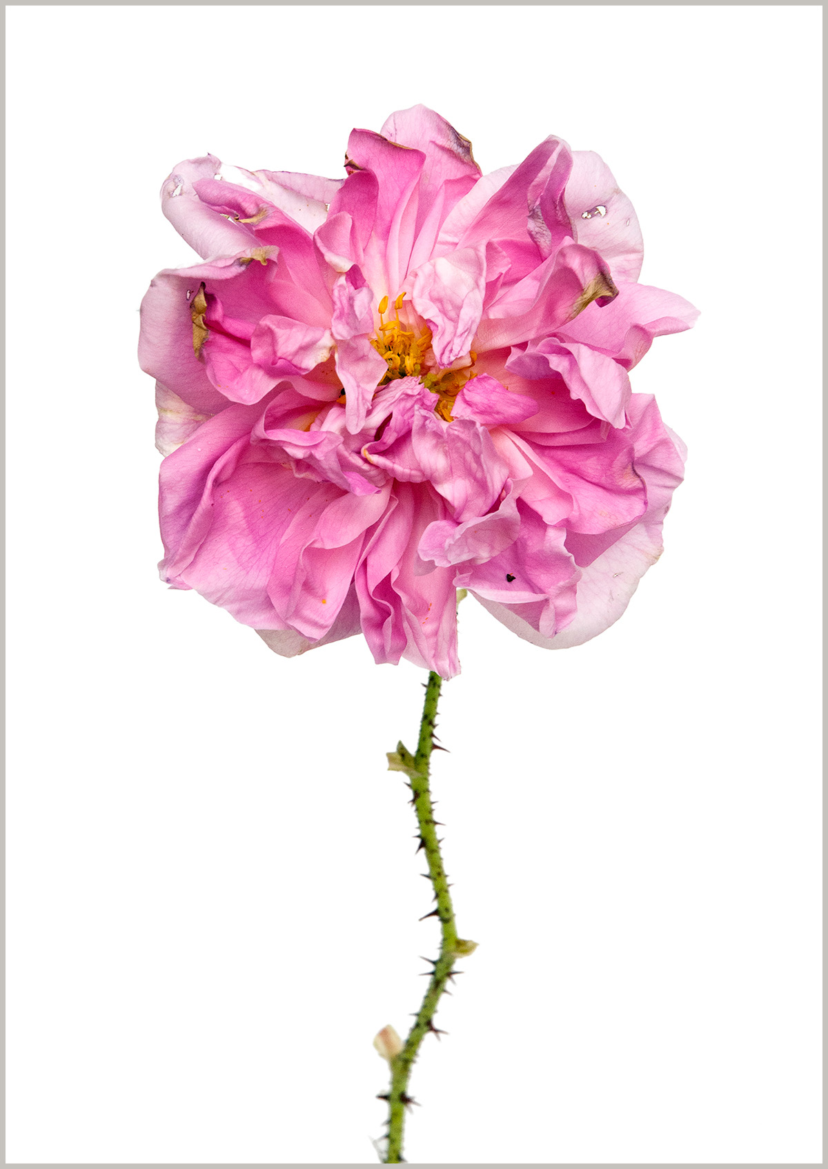 Rachel Levy - Decaying Flowers (2007-2023)