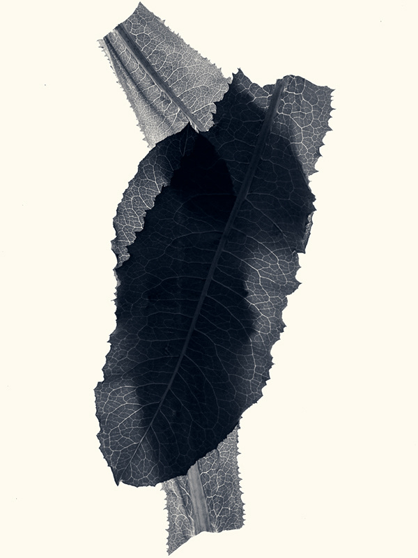 Rachel Levy