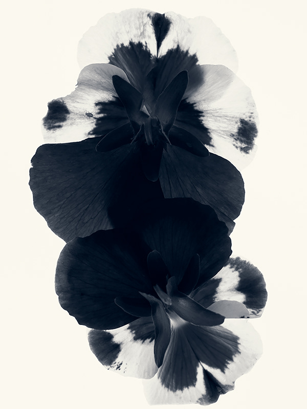 Rachel Levy - Herbarium (2020-2021)