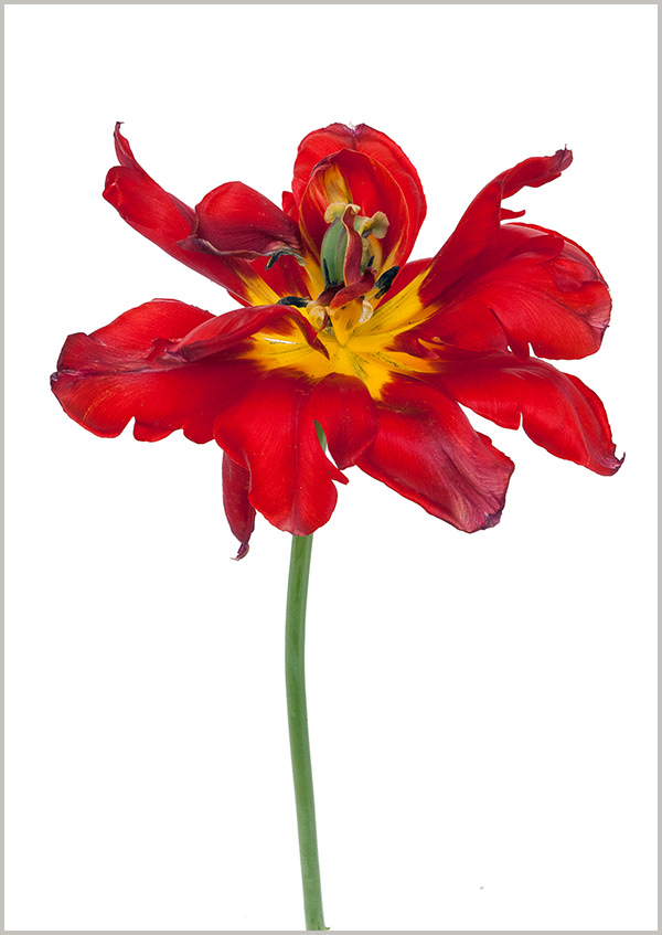Rachel Levy - Decaying Flowers (2007-2023)