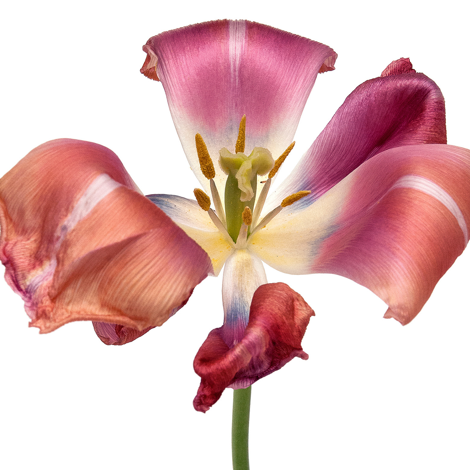 Rachel Levy - Decaying Flowers (2007-2013)