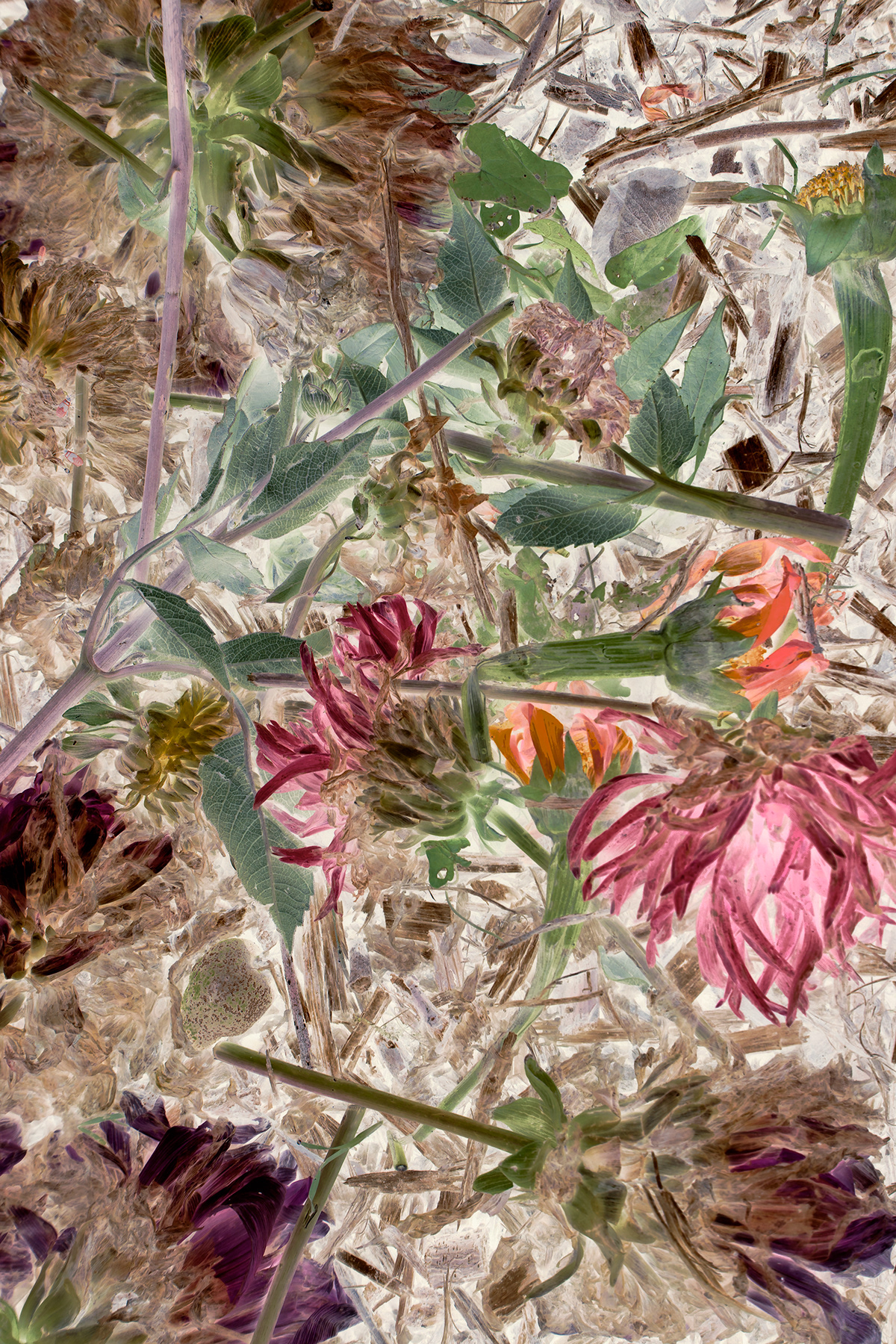 Rachel Levy - Fertile (2018)