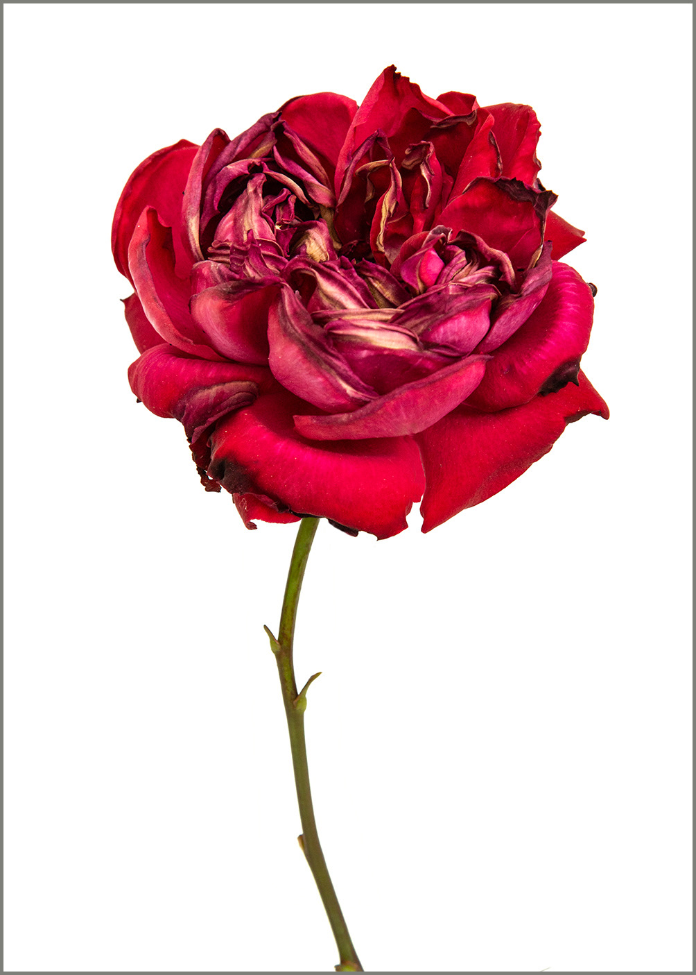 Rachel Levy - Decaying Flowers (2007-2013)