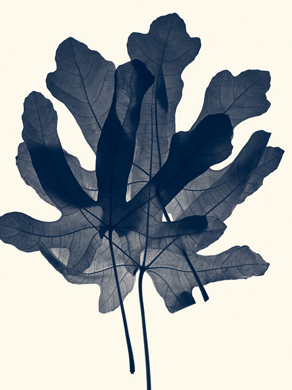 Rachel Levy - Herbarium (2020-2021)