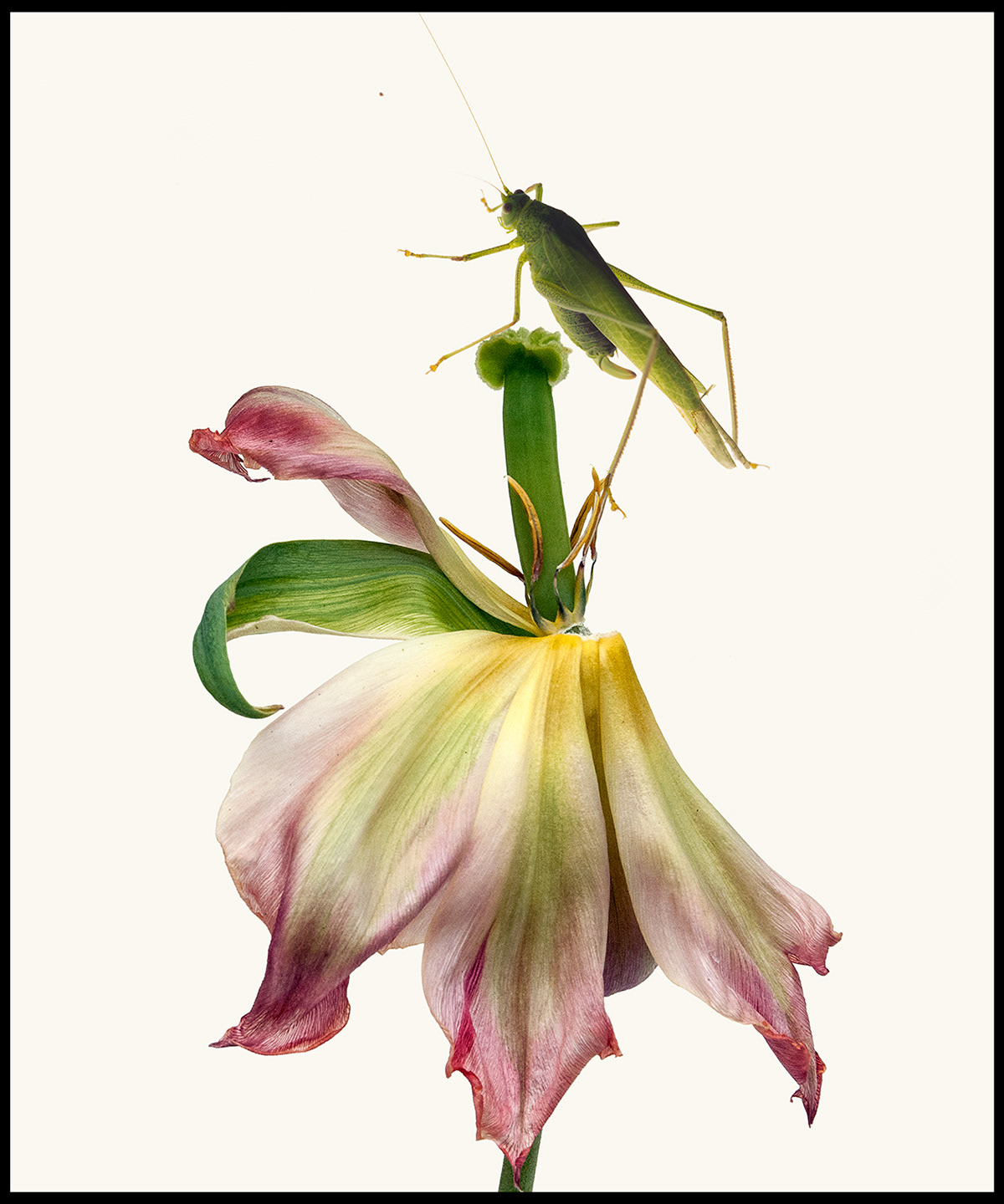 Rachel Levy - In flight (2016-2017)