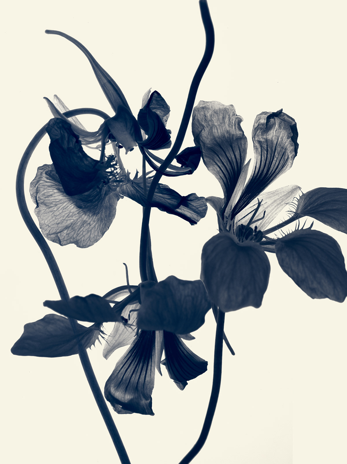 Rachel Levy - Herbarium (2020-2021)