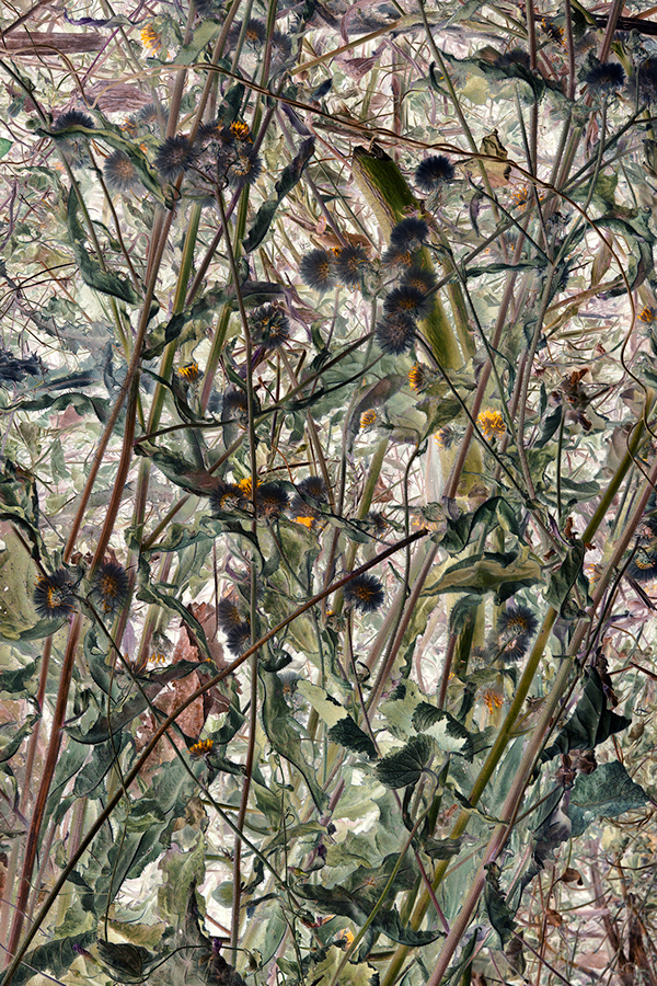 Rachel Levy - Fertile (2018)