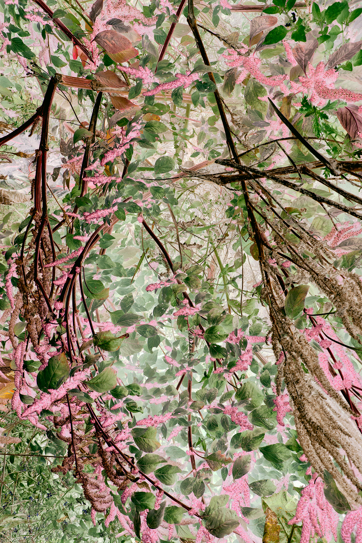 Rachel Levy - Fertile (2018)