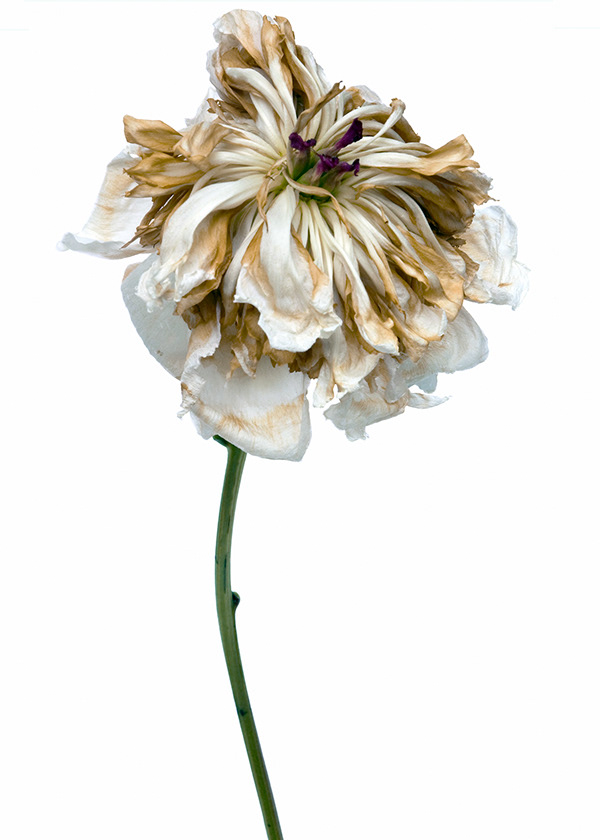 Rachel Levy - Decaying Flowers (2007-2023)