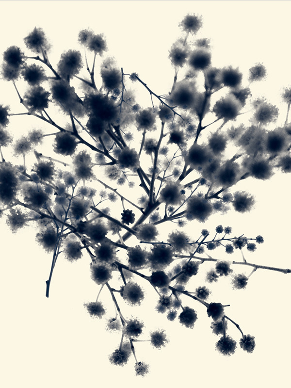 Rachel Levy - Herbarium (2020-2021)