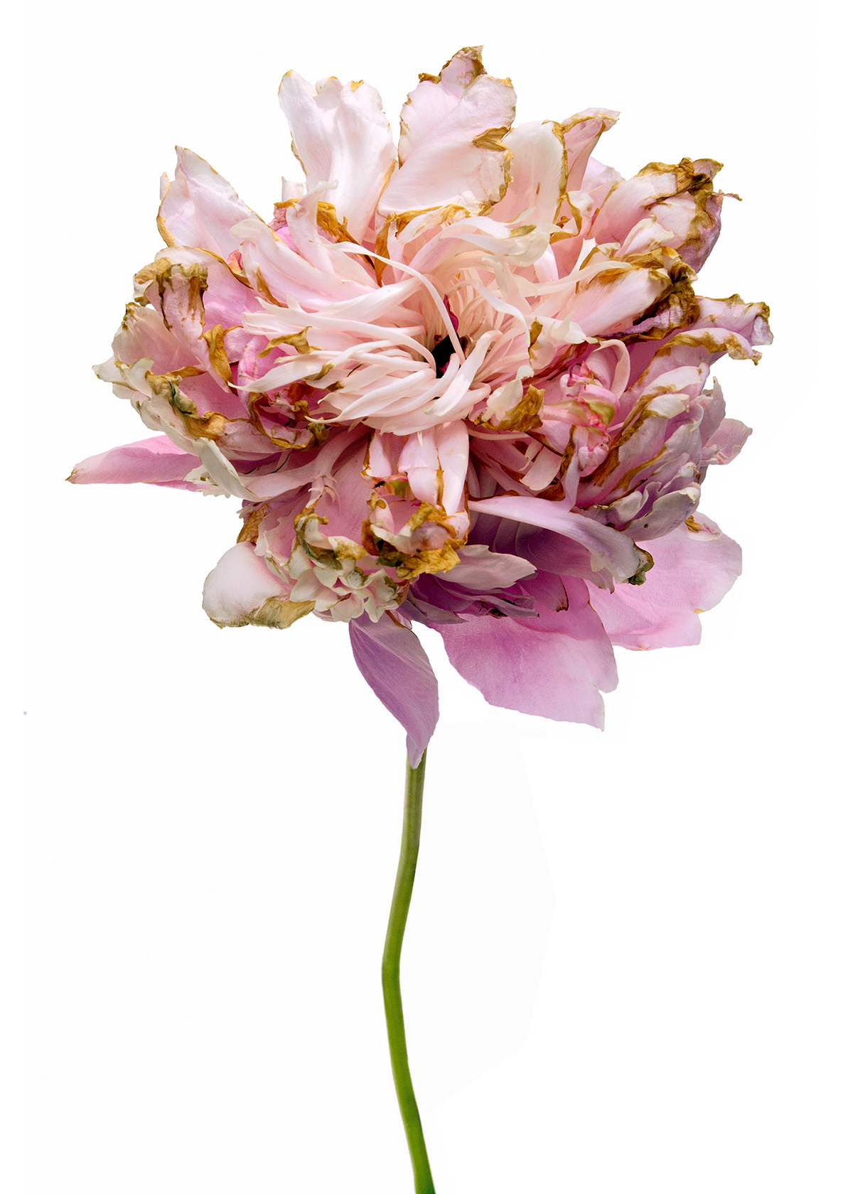 Rachel Levy - Decaying Flowers (2007-2023)