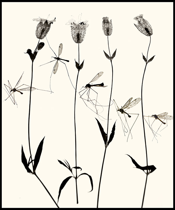 Rachel Levy - In flight (2016-2017)