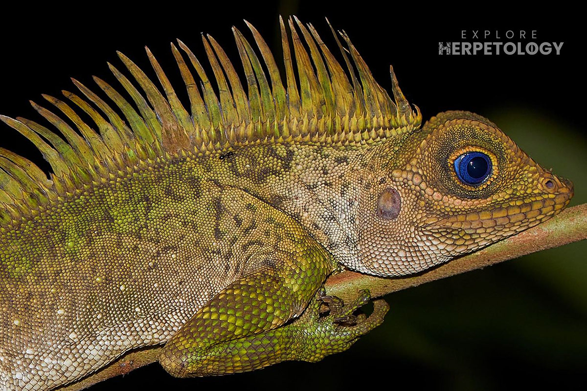 Explore Herpetology | Herping Tours - Custom Expeditions