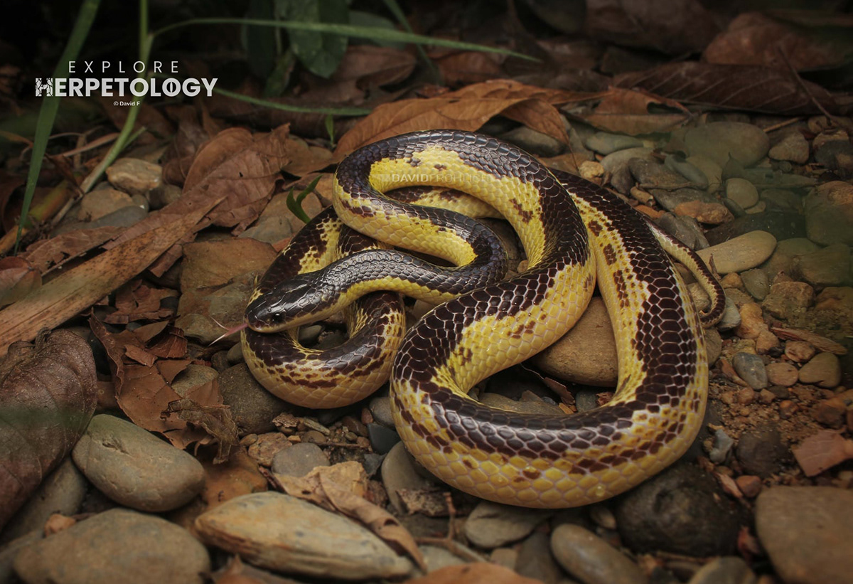 Explore Herpetology | Herping Tours - Custom Expeditions