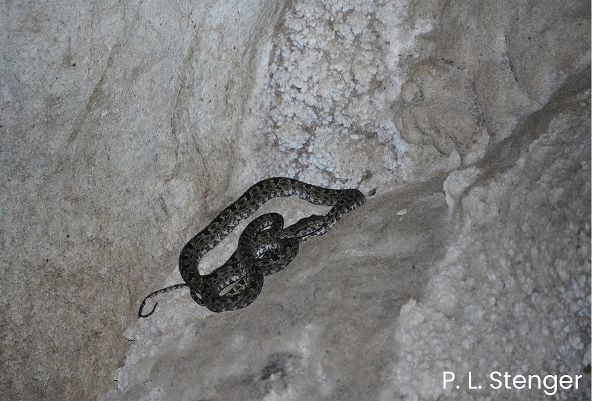Explore Herpetology | Herping Tours - NEW SPECIES - Protobothrops ...