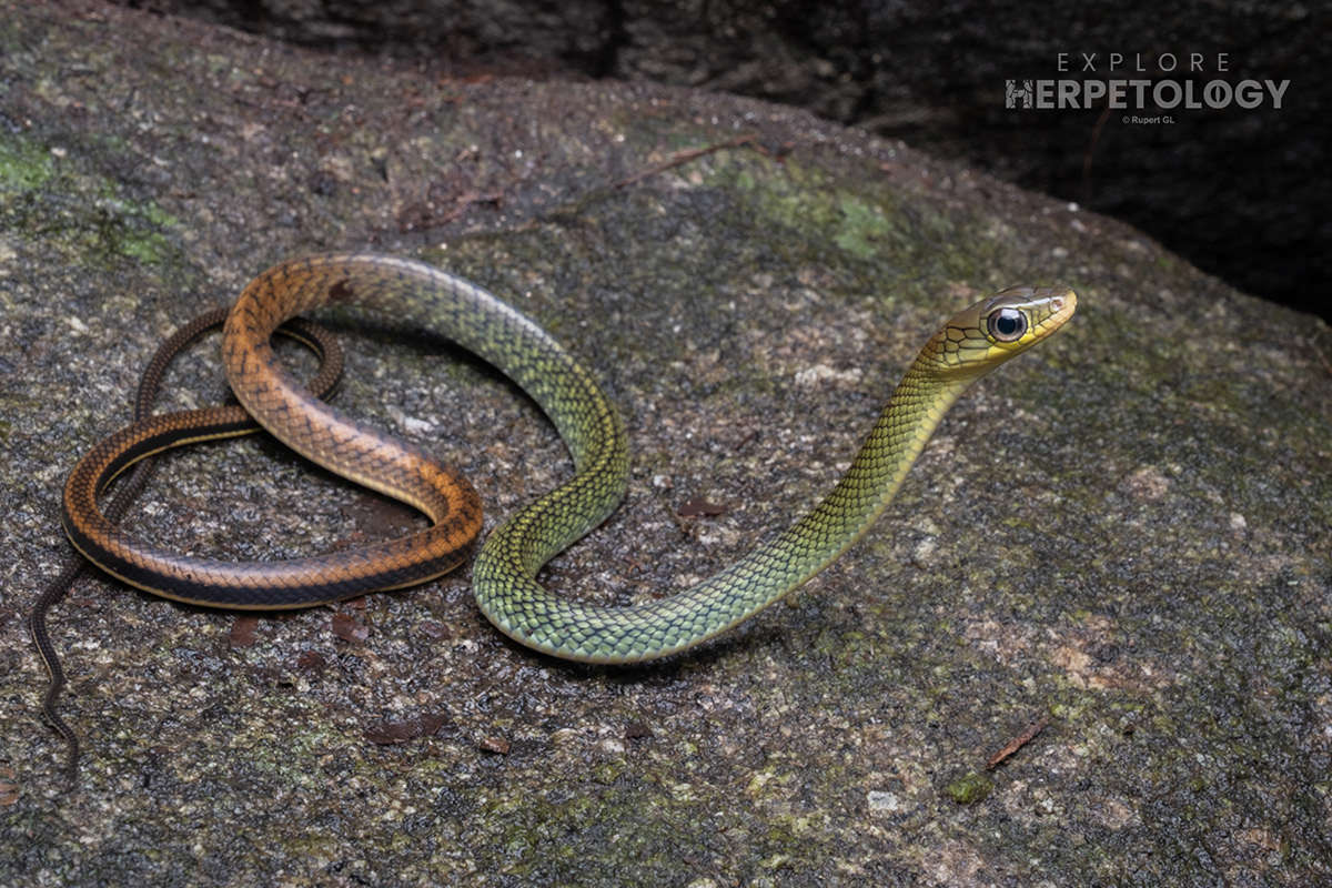 Explore Herpetology | Herping Tours - Narathiwat Expedition August 2022