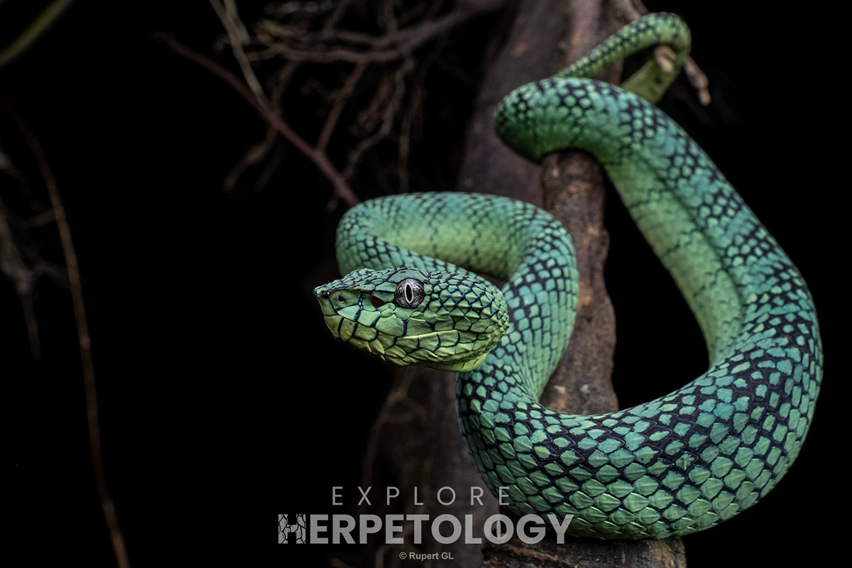 Explore Herpetology | Herping Tours - Western Mindanao 2024