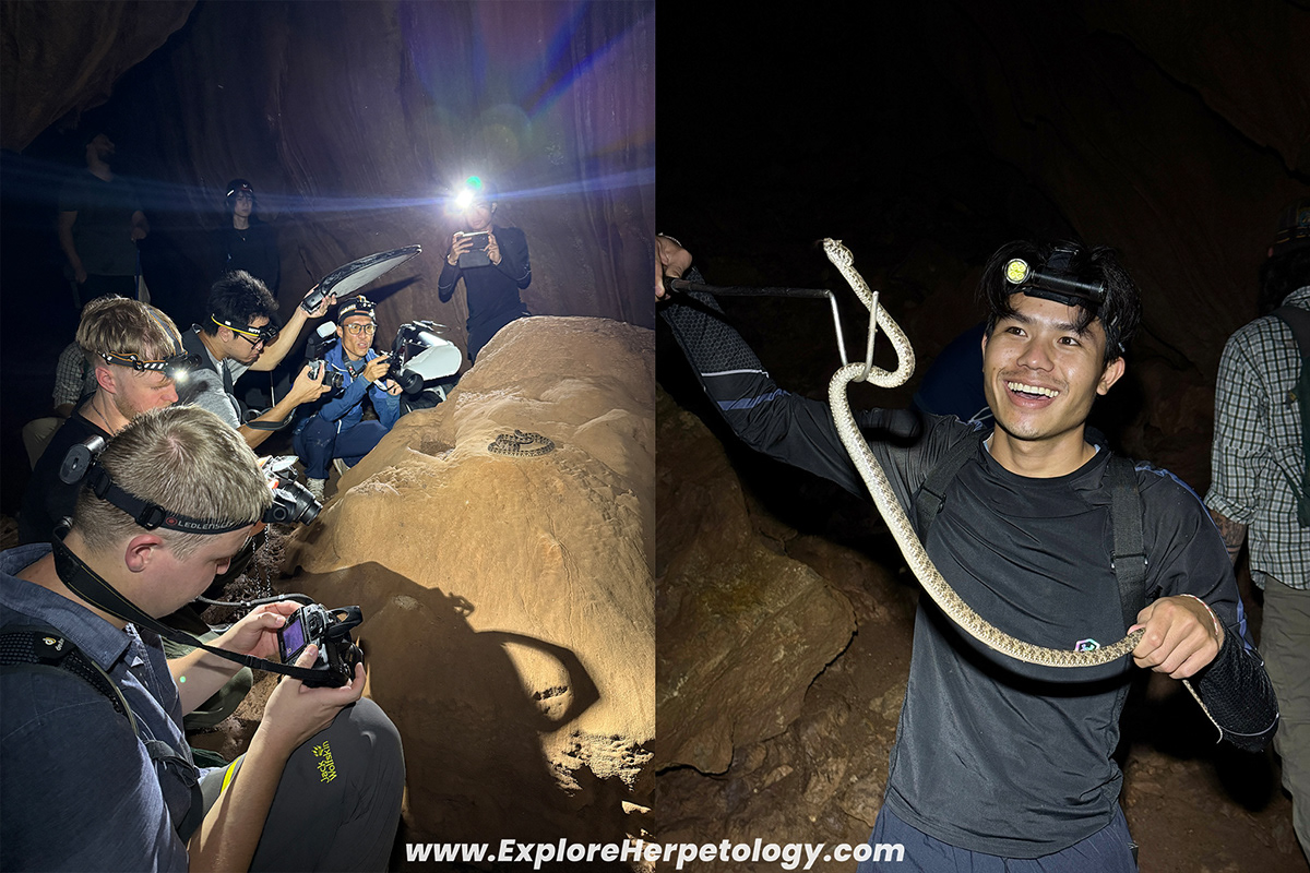 Explore Herpetology | Herping Tours - LAOS 2025