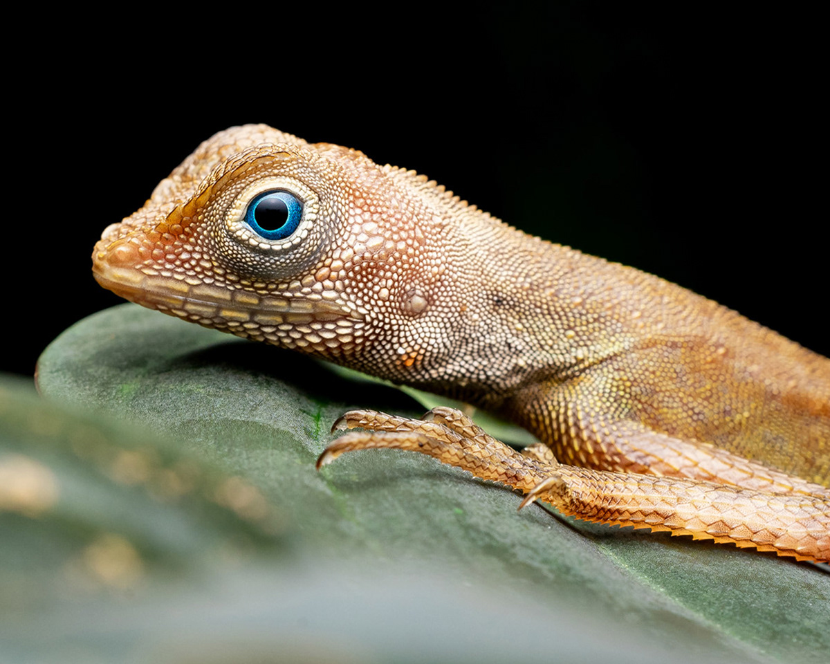 Explore Herpetology | Herping Tours - Singapore Tour