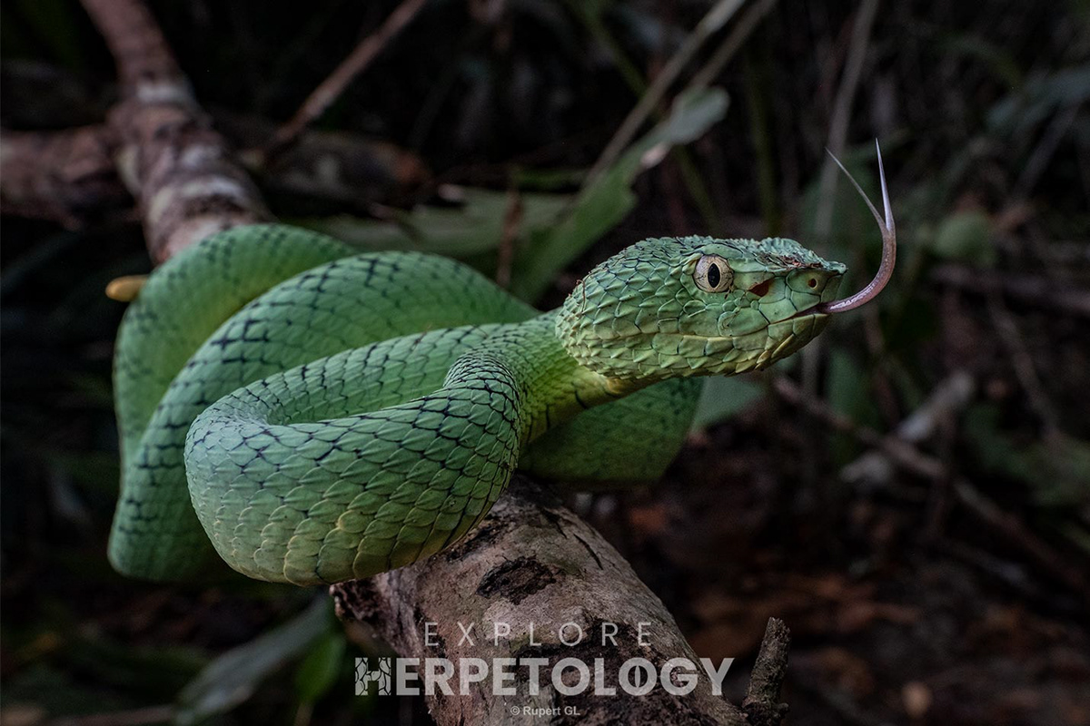 Explore Herpetology | Herping Tours - Western Mindanao 2024