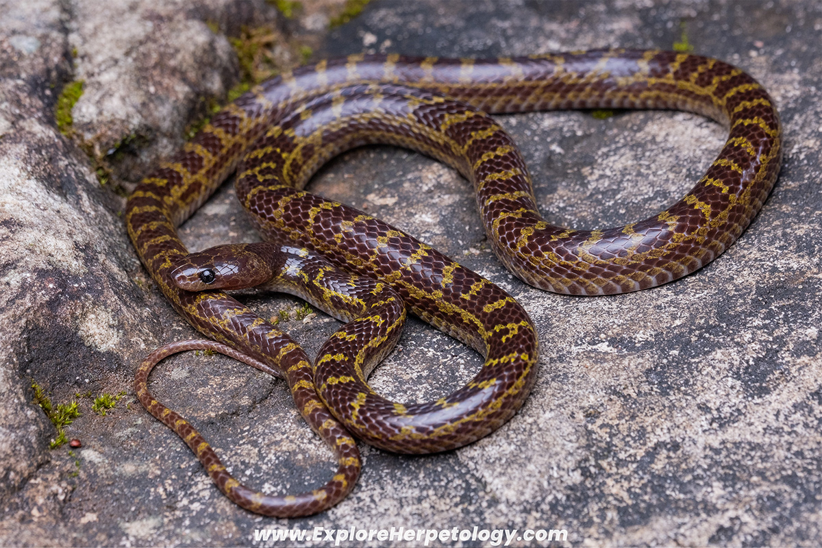Explore Herpetology | Herping Tours - Expedition Laos 2026