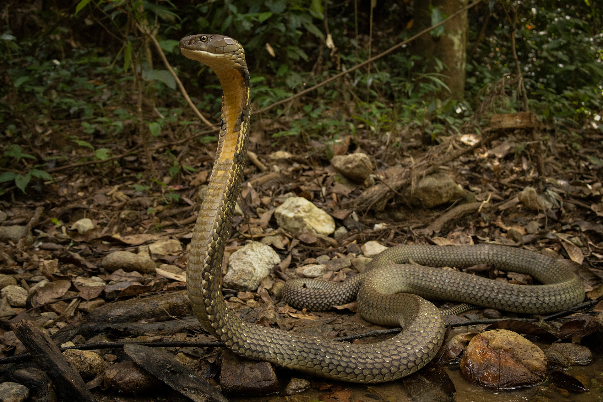 Explore Herpetology | Herping Tours - Expedition Yala 2025