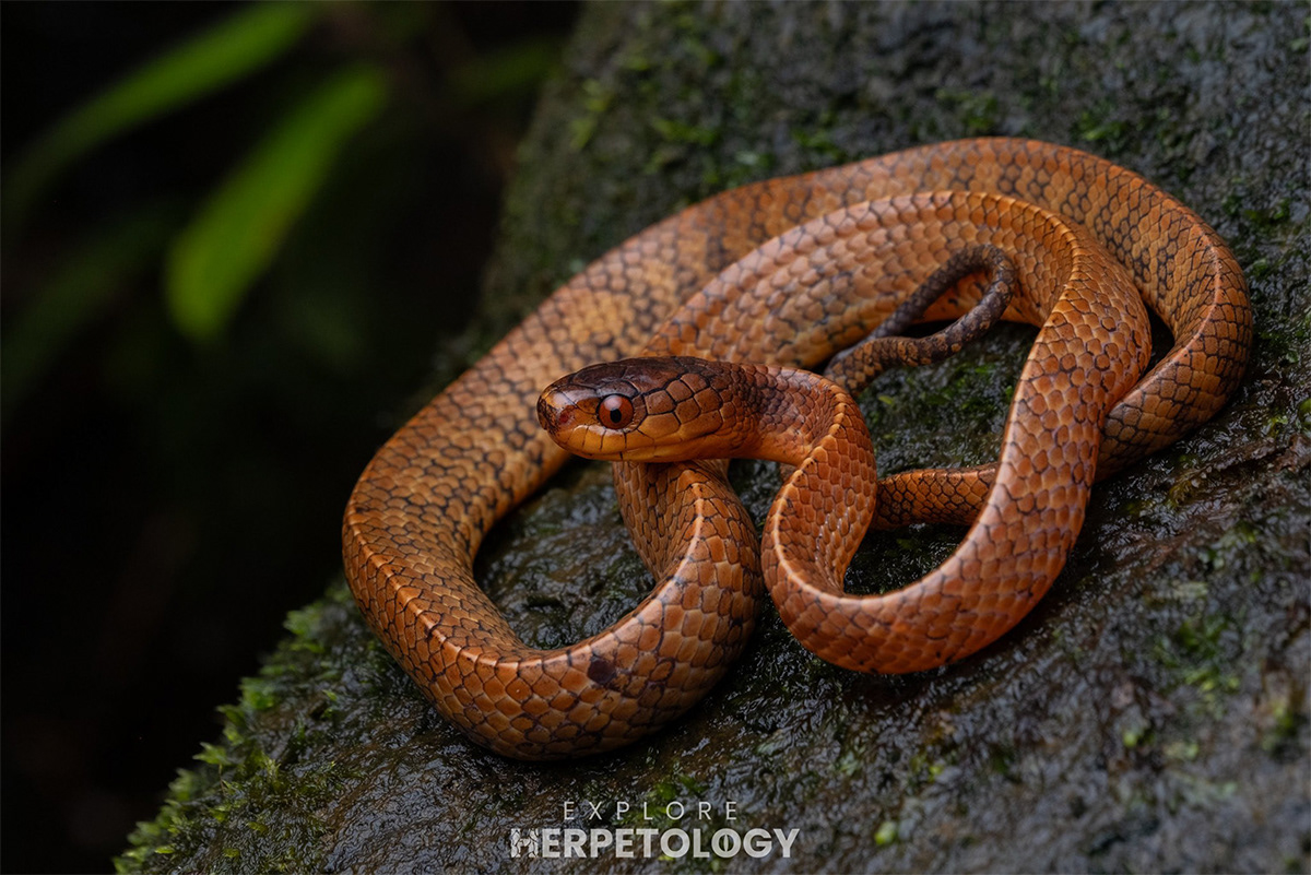 Explore Herpetology | Herping Tours - Expedition North Sumatra 2025