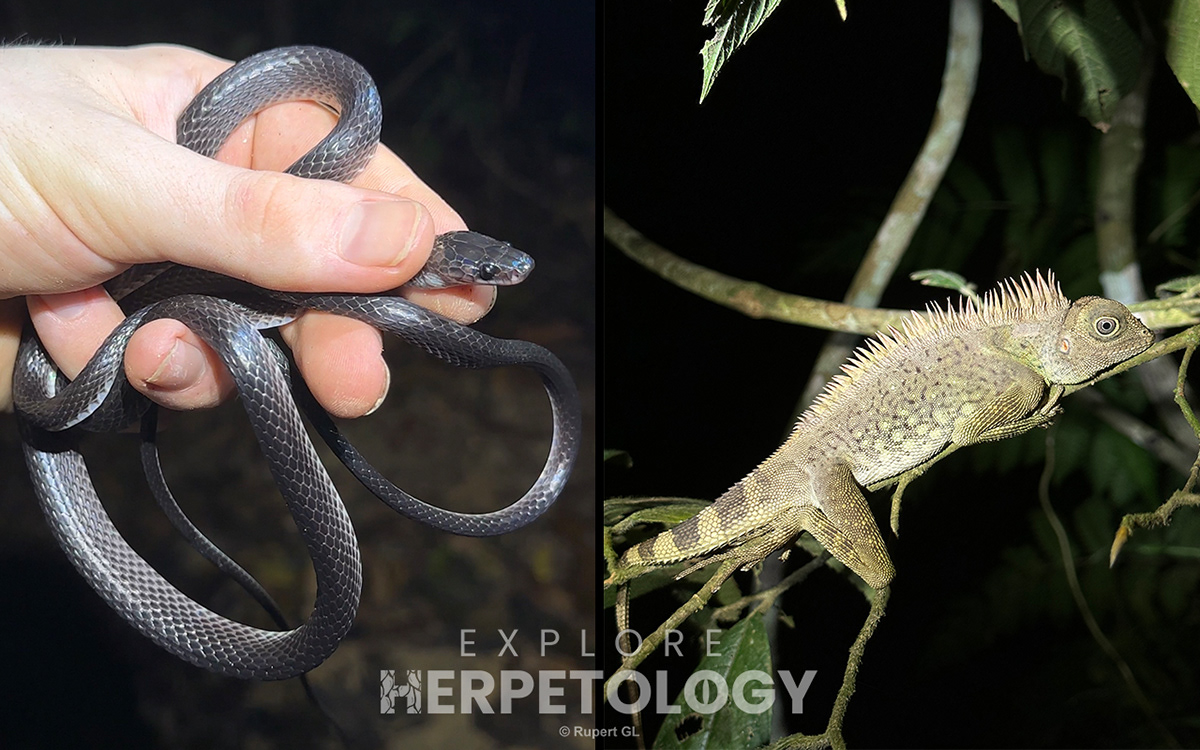 Explore Herpetology | Herping Tours - Expedition Malaysia 2024