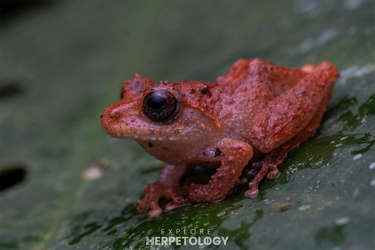 Explore Herpetology | Herping Tours - Expedition North Sumatra 2025