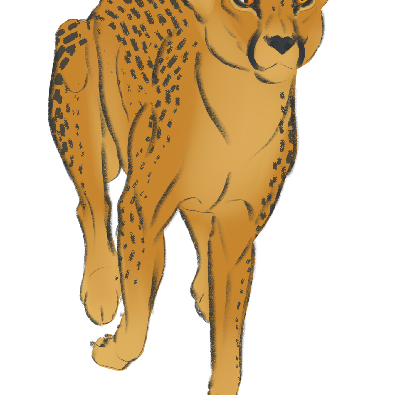 Rylee Cunningham - Cheetah Animation