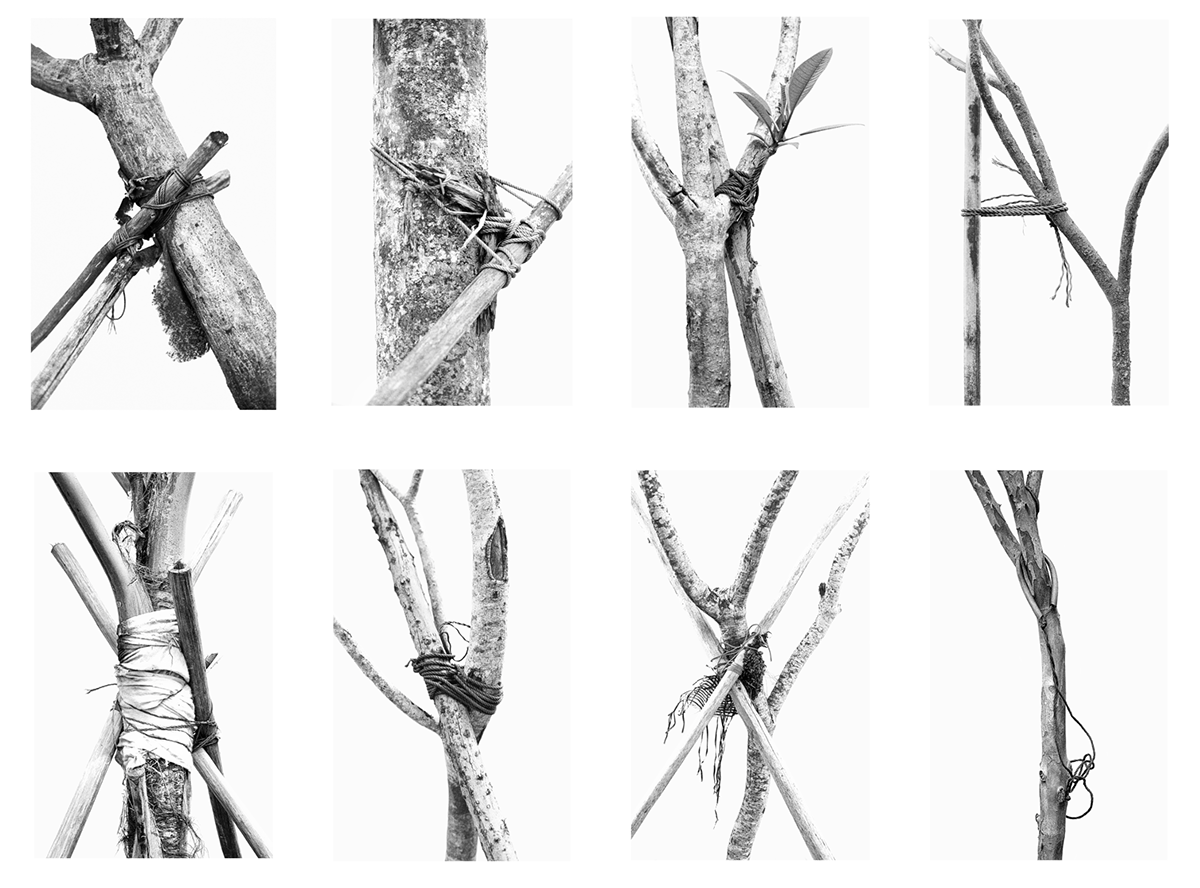 Woong Soak Teng - ways to tie trees