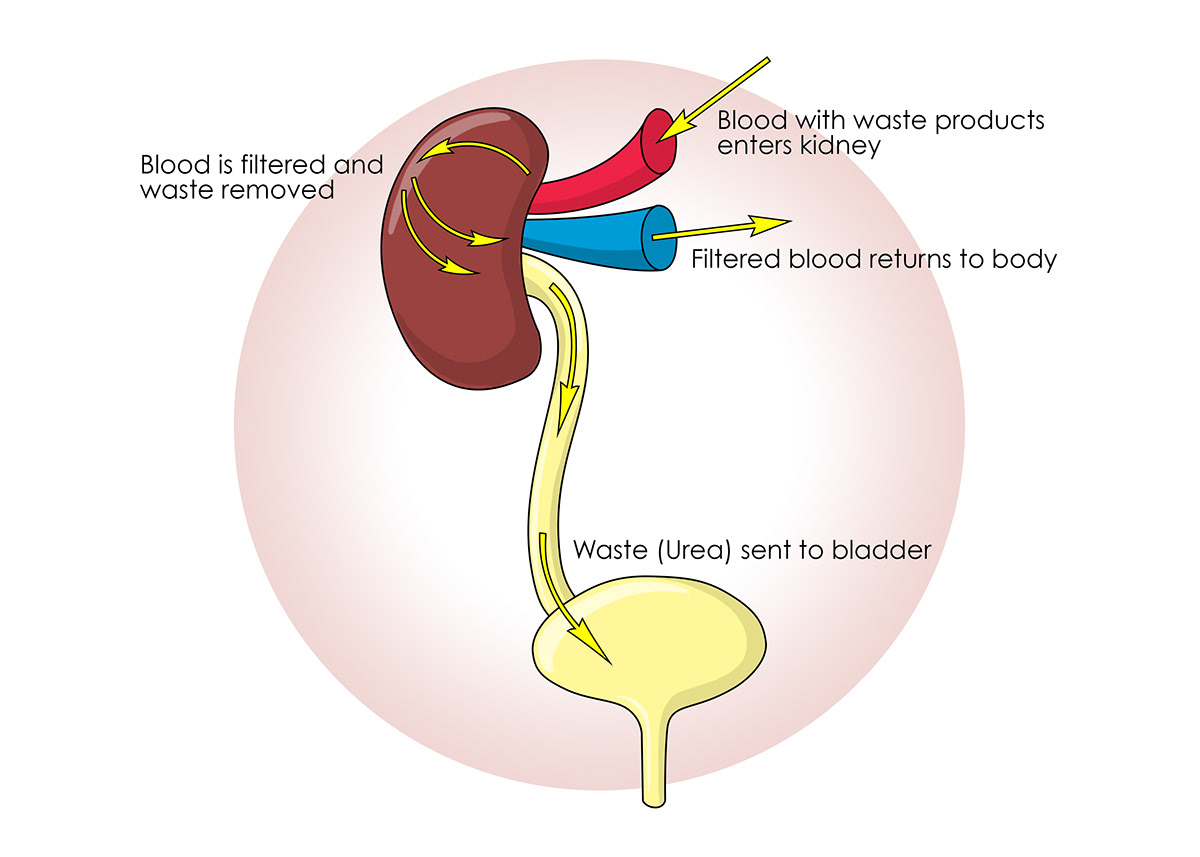 slmillustration - Functions of the Kidneys