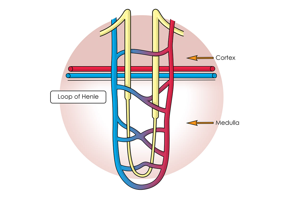 slmillustration - Functions of the Kidneys