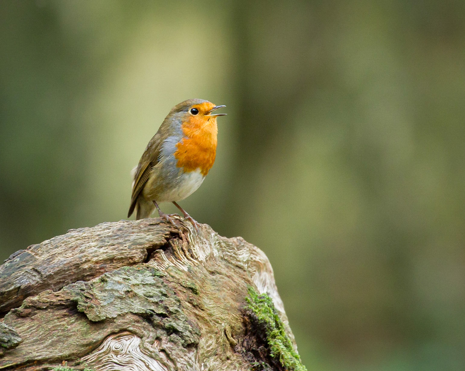 Roger Dutton - Bird Photography