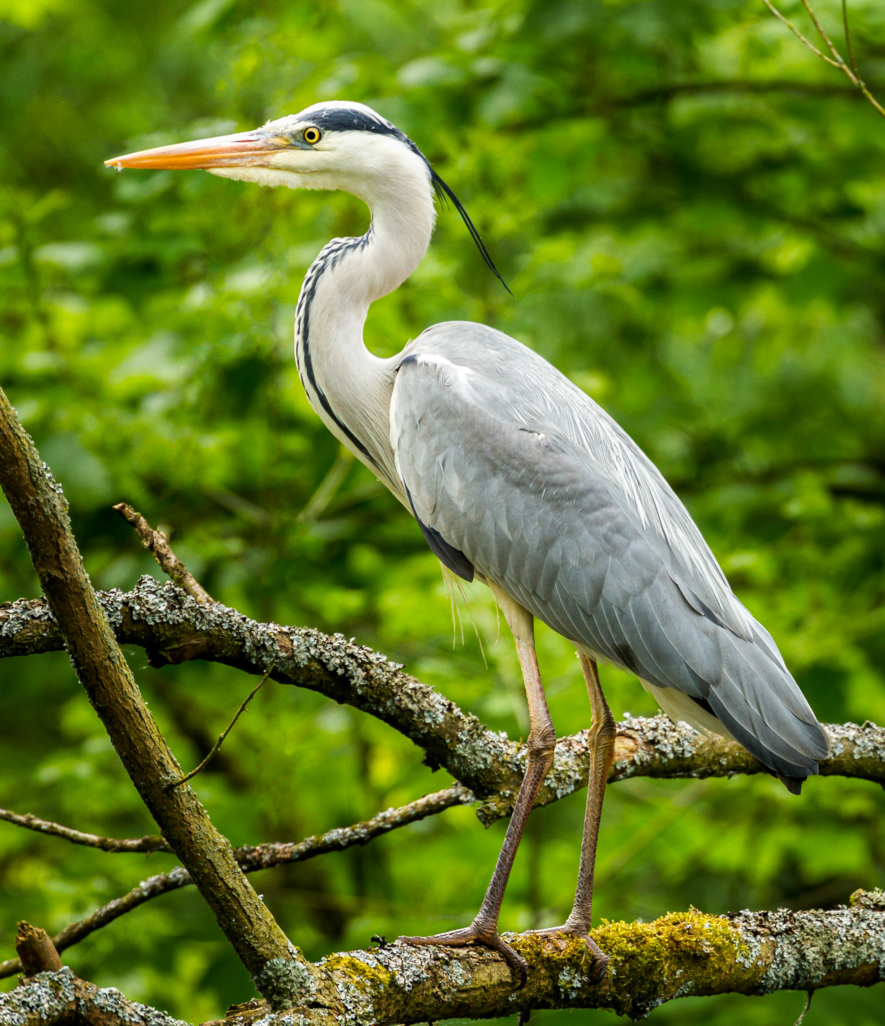 Roger Dutton - Bird Photography