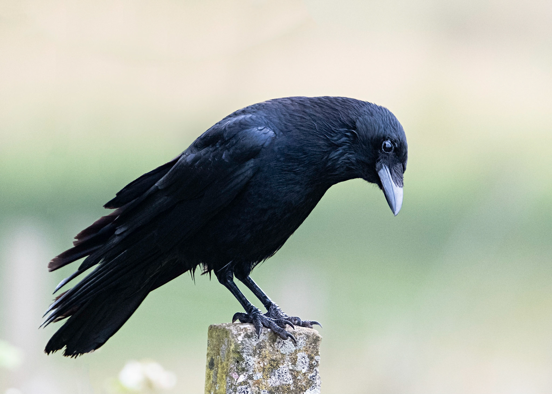 Roger Dutton - Bird Photography