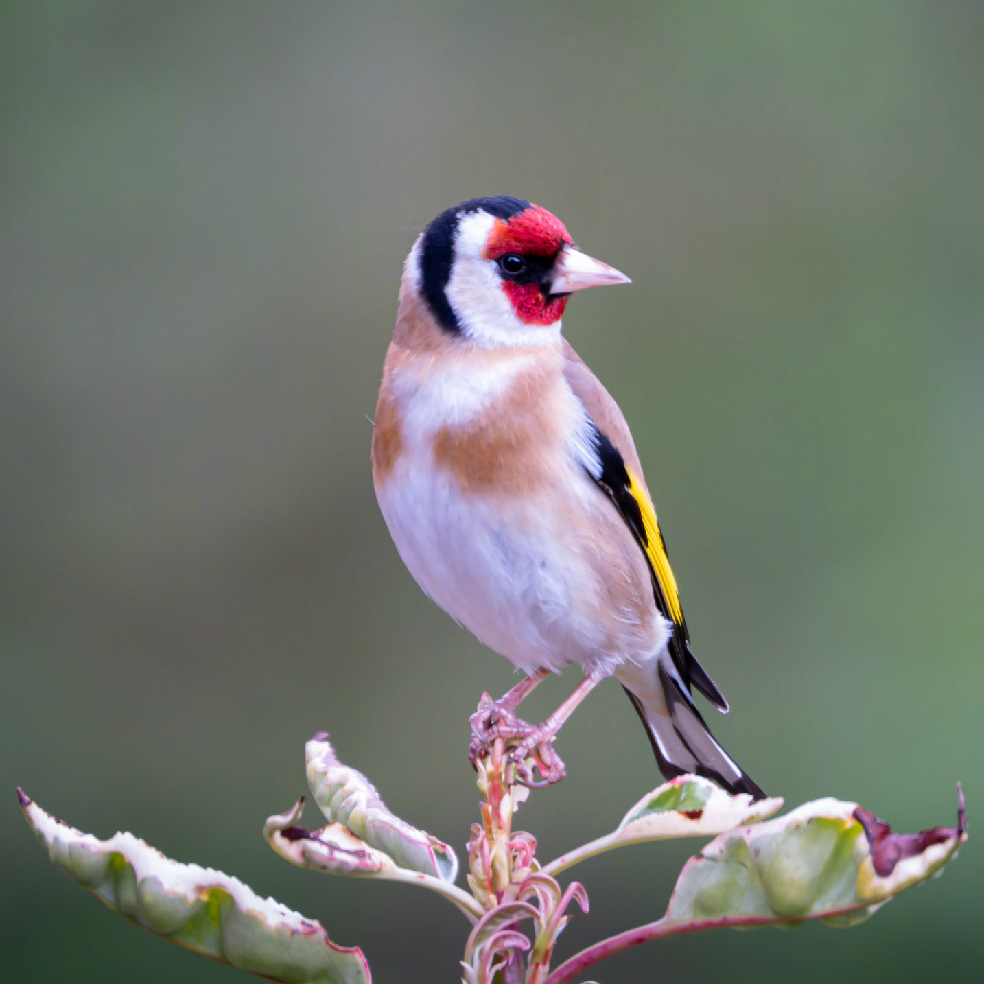 Roger Dutton - Bird Photography