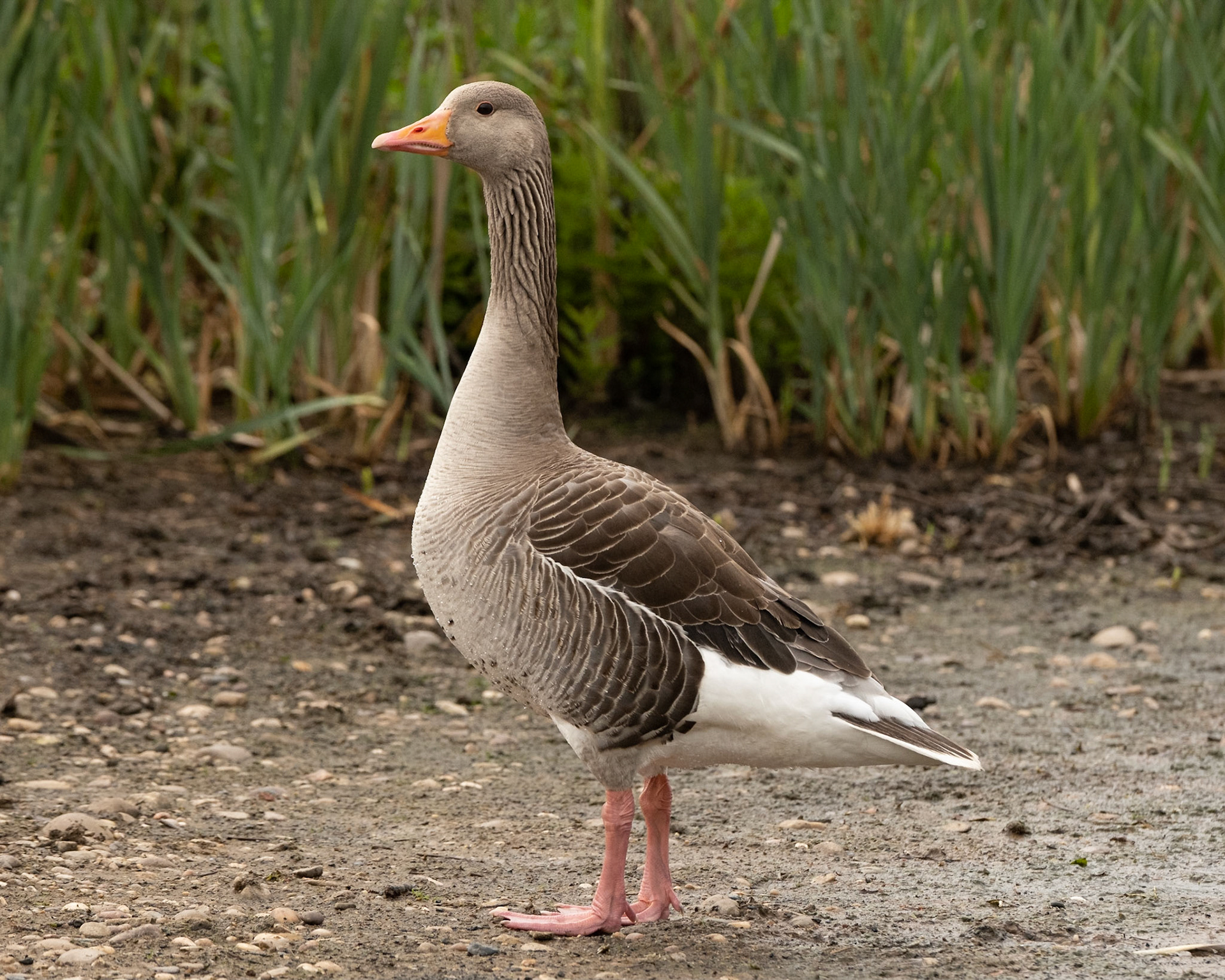 Roger Dutton - Bird Photography