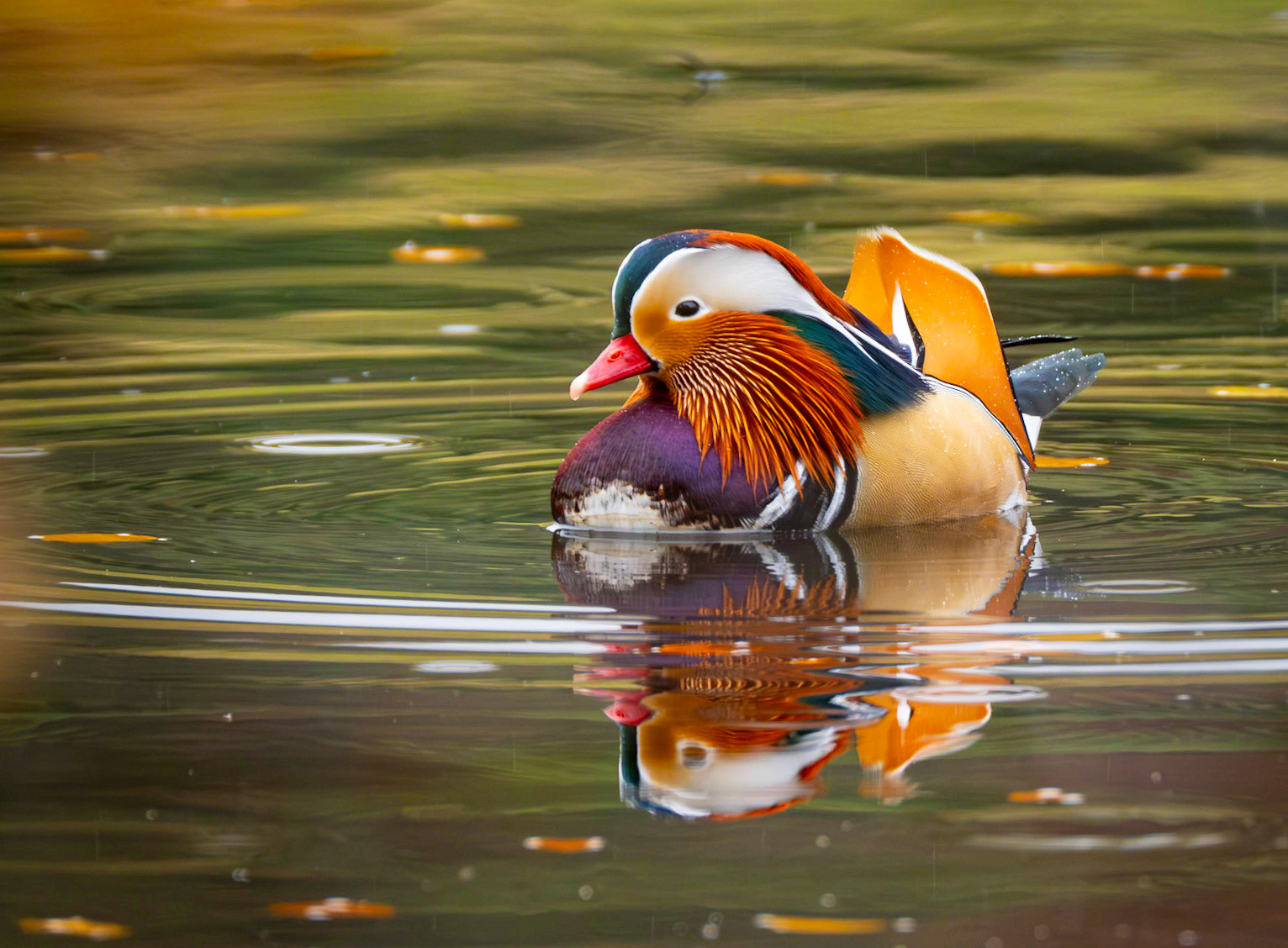 Roger Dutton - Bird Photography