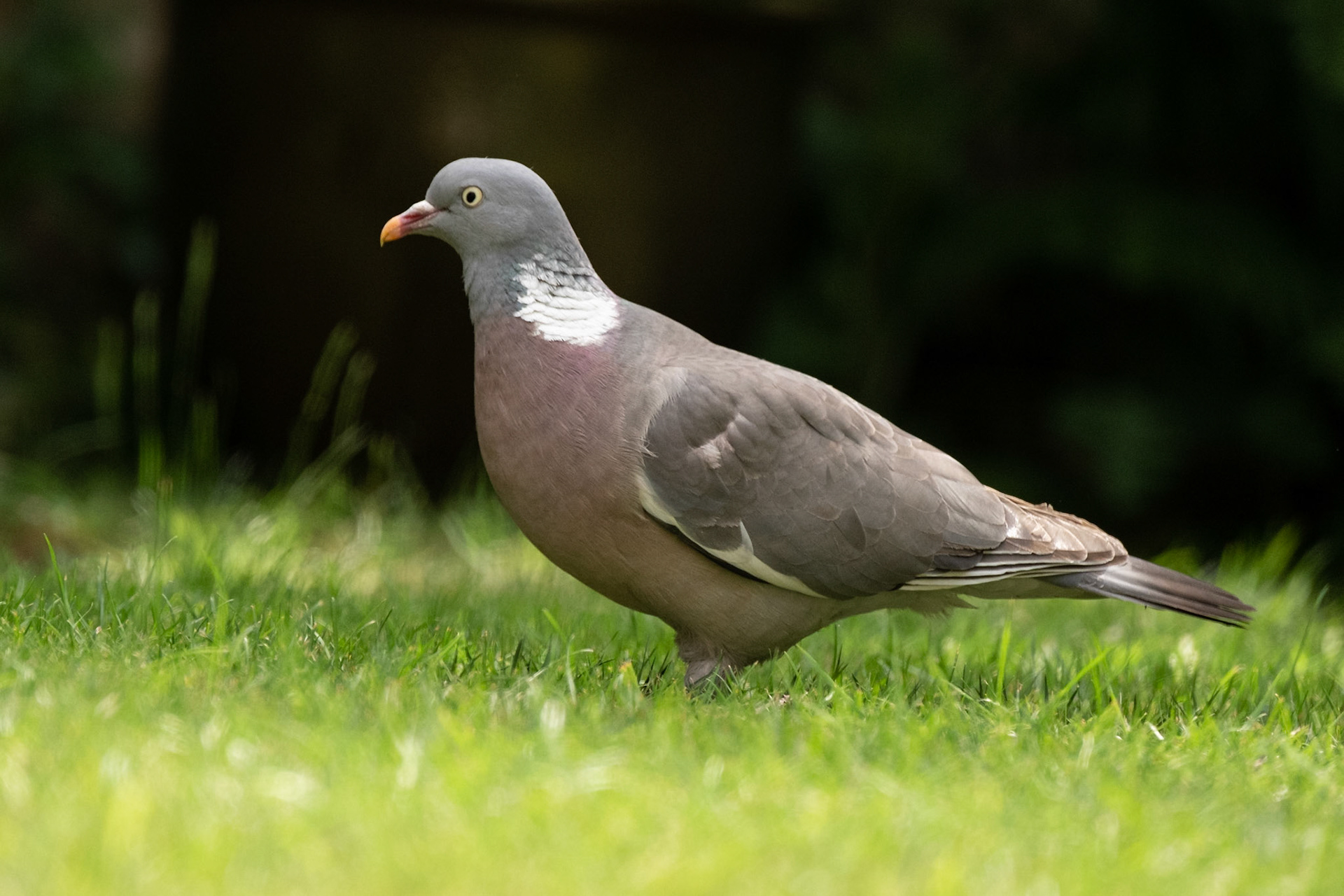 Roger Dutton - Bird Photography