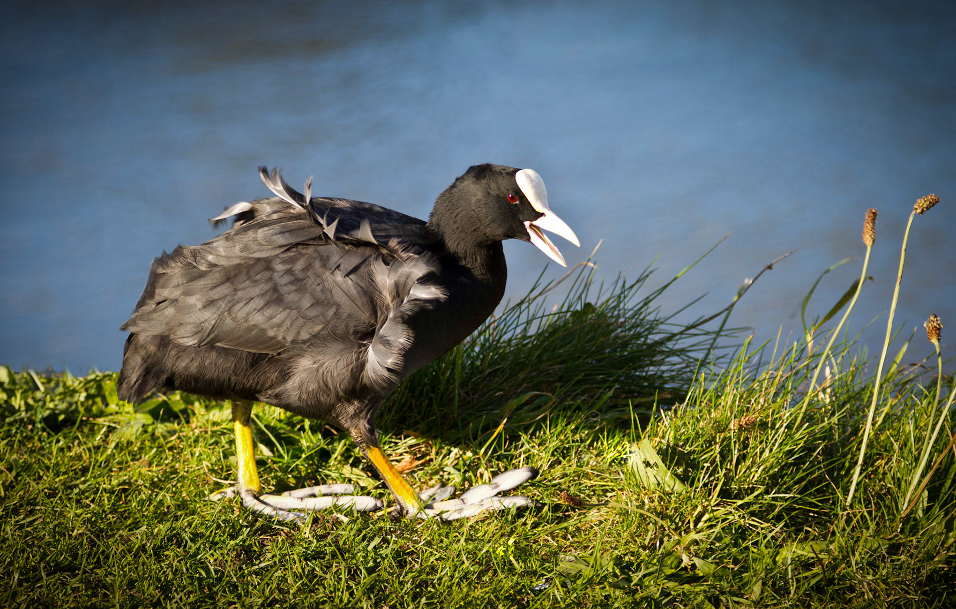 Roger Dutton - Bird Photography
