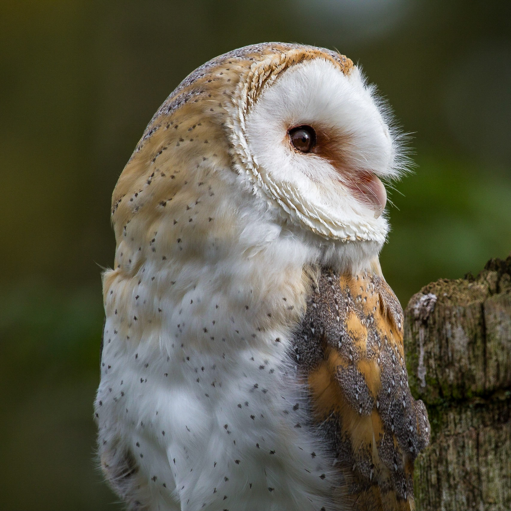 Roger Dutton - Bird Photography